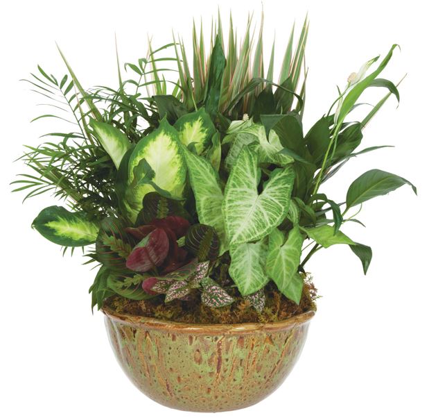 Sympathy Plants CALL TO ORDER Blush Bouquets Sympathy Plants CALL TO ORDER Blush Bouquets
